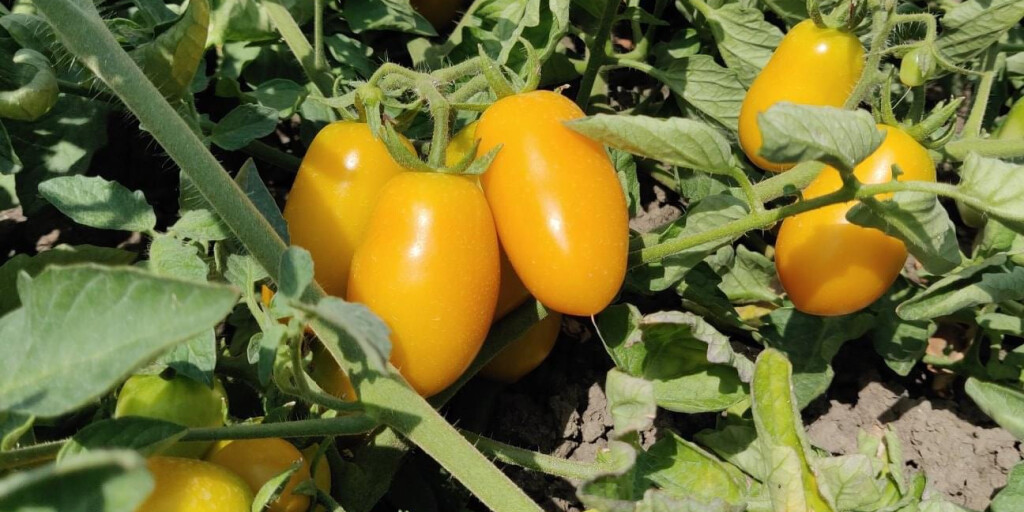 Salsa Pronta di Datterini Gialli Italiani Orto d’Autore | Mozzalat